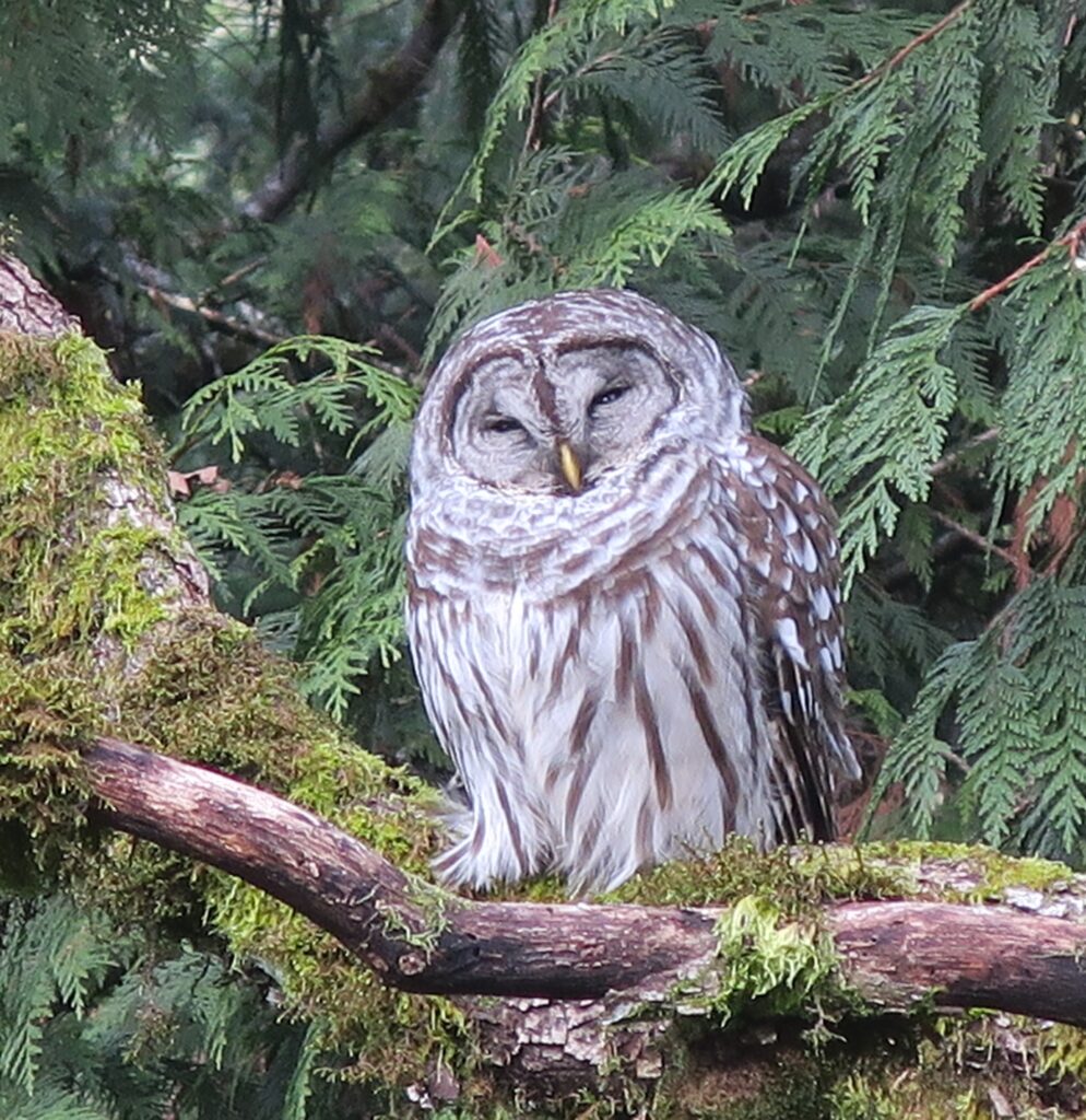 The Barred Owl: The “Clamorous Owl that Nightly Hoots” - Chintimini ...