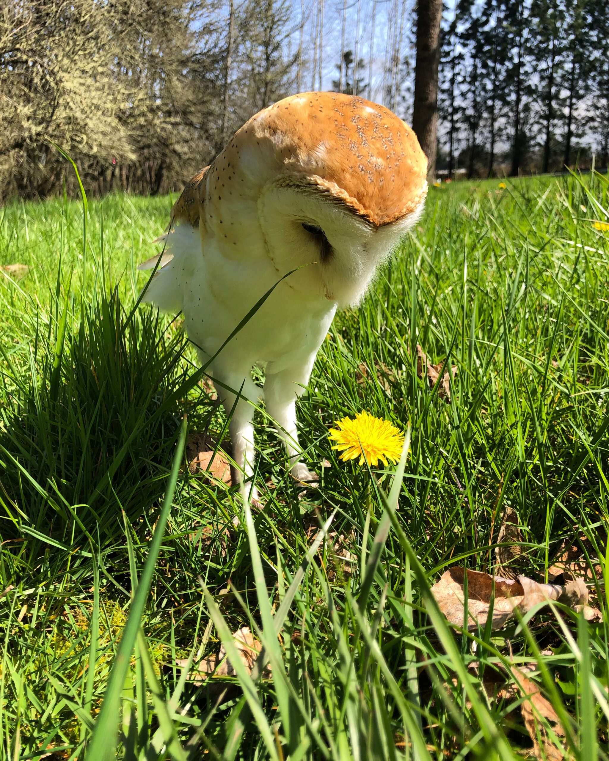 Barn Owl - Chintimini Wildlife Center